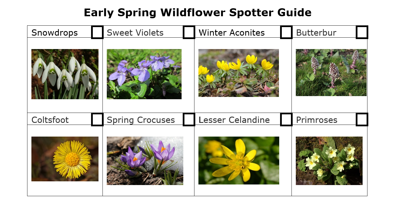 Wonderful Wildflowers – Friends of the Earth Chester & District